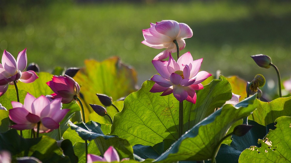 Lotus Flowers - Free photo on Pixabay