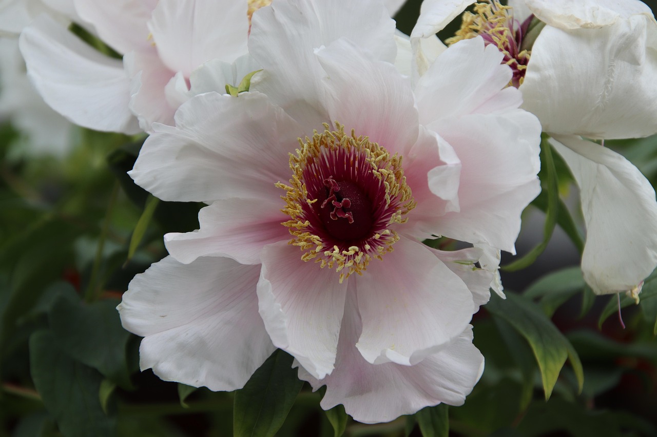 Peônia Flor Planta - Foto gratuita no Pixabay - Pixabay