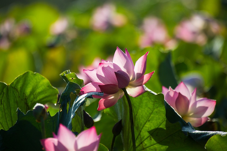 Lotus Flowers - Free photo on Pixabay