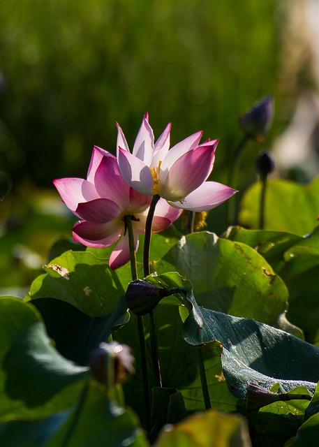 Lotus Flowers - Free photo on Pixabay
