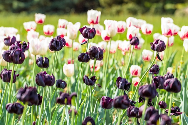 Black Tulips Garden Flowers - Free photo on Pixabay