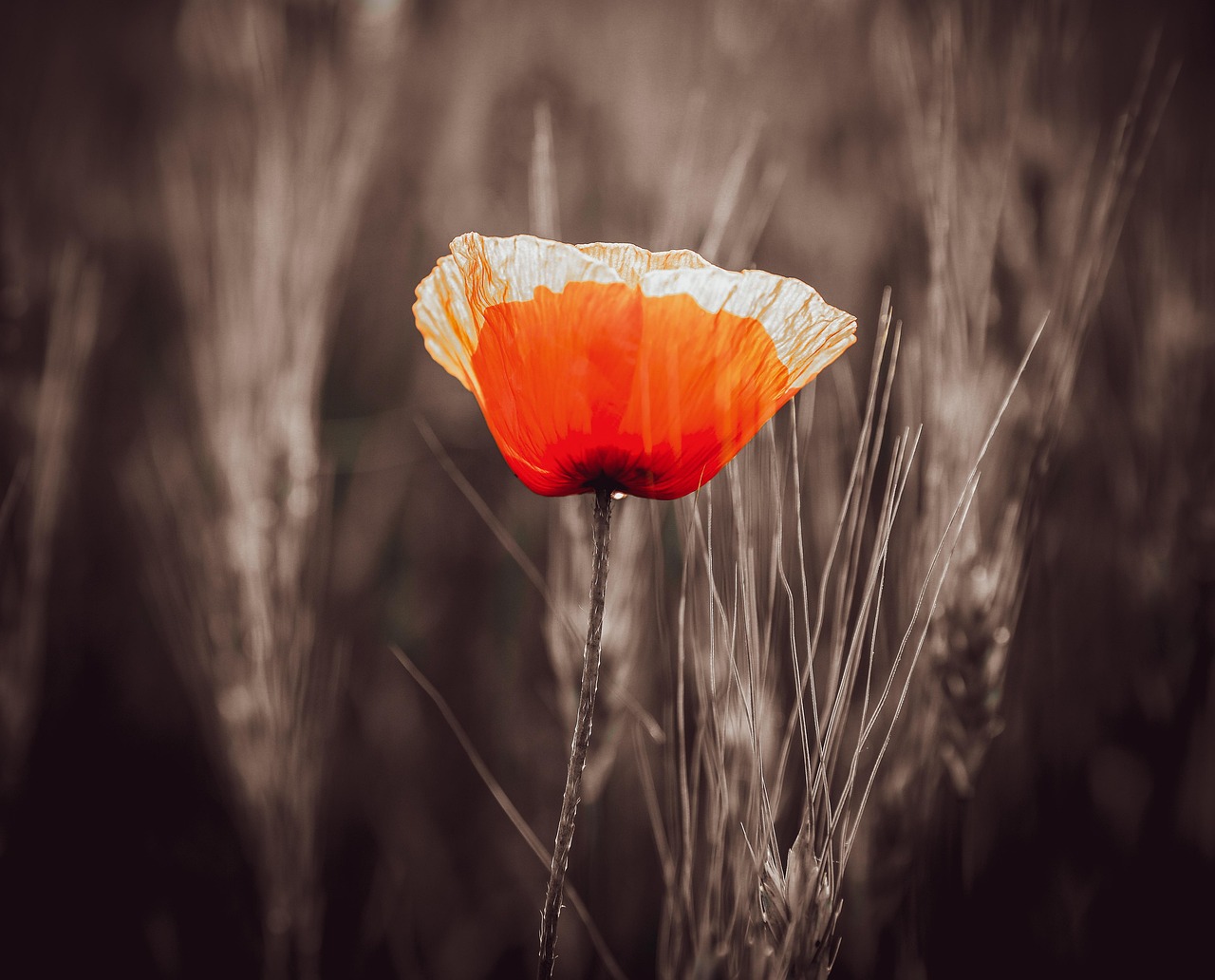 Poppy Flower Plant Free Photo On Pixabay Pixabay Poppy Flower Plant Free Photo On Pixabay Pixabay