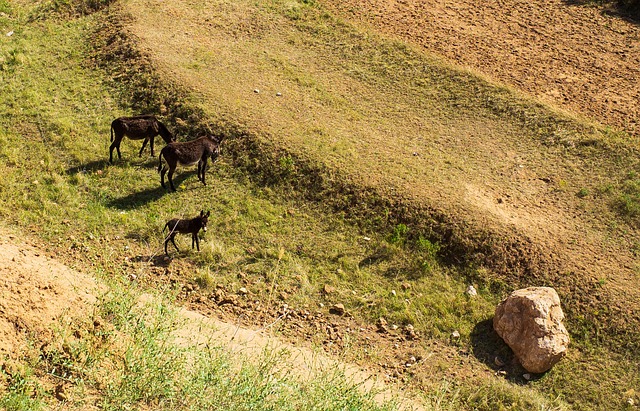 Prado Burros Animais - Foto gratuita no Pixabay - Pixabay