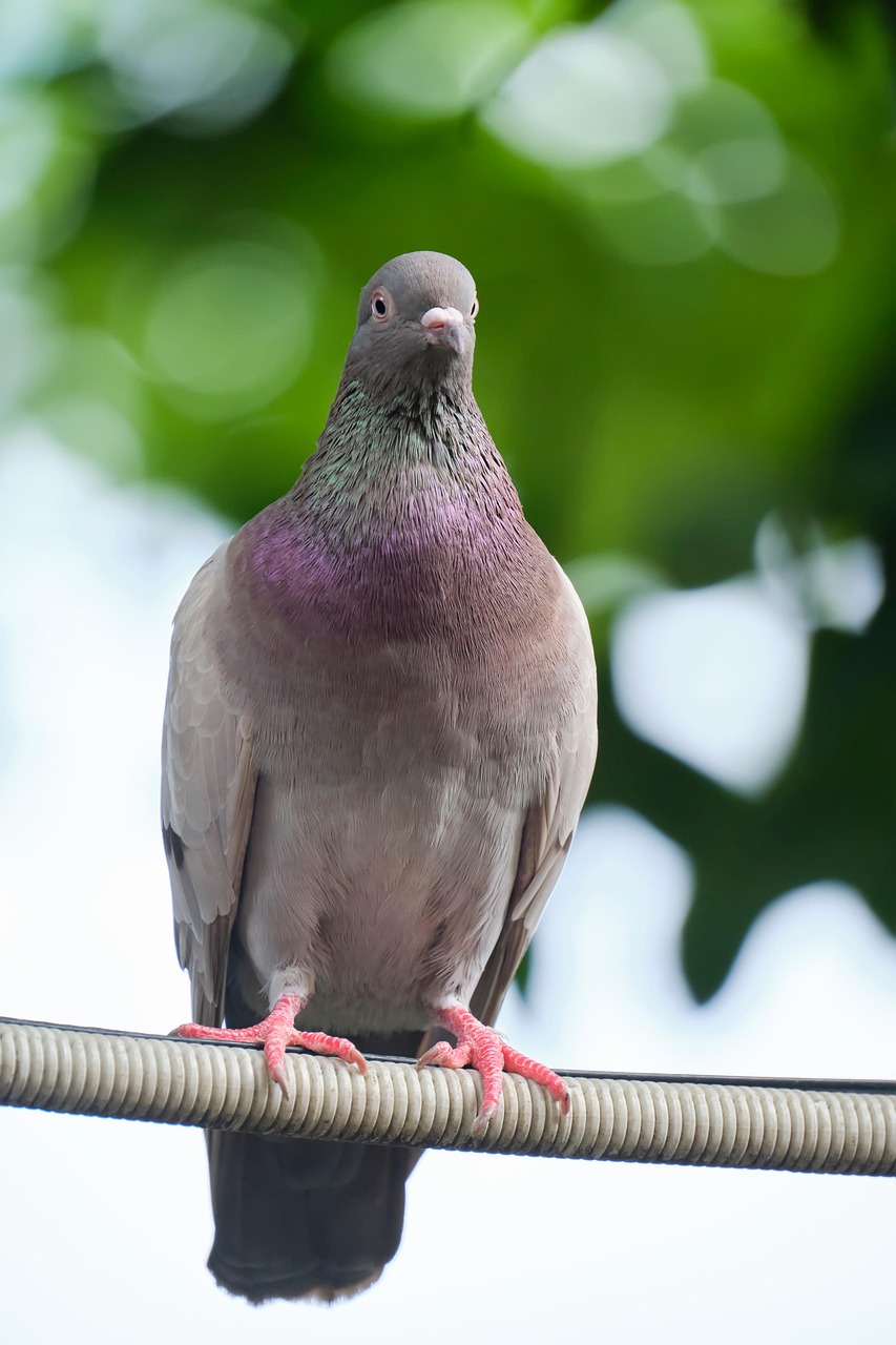 Pombo Pássaro Sentado - Foto gratuita no Pixabay - Pixabay