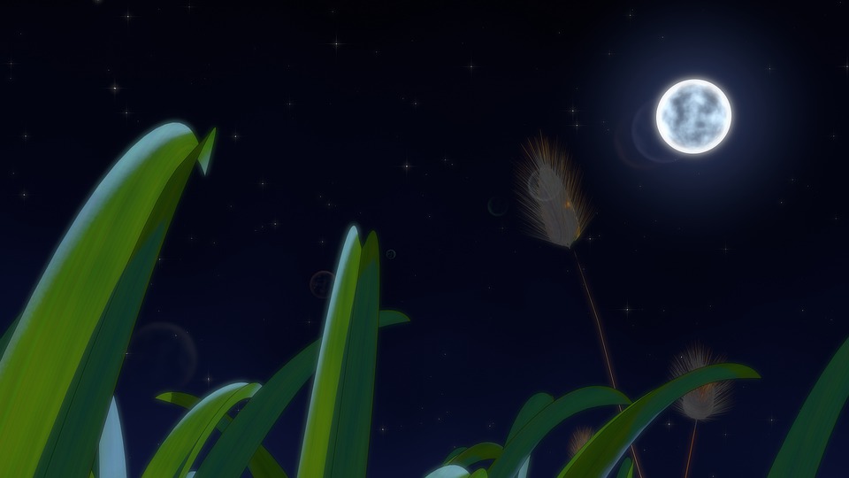 Moon Grass Night - Free image on Pixabay