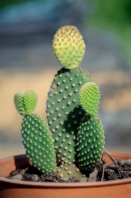 Cactus Planta De Naturaleza - Foto gratis en Pixabay - Pixabay