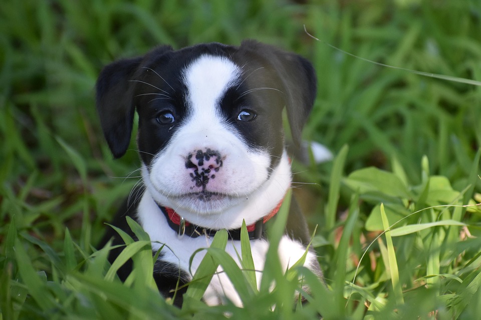 American Bully Perro Cachorro - Foto gratis en Pixabay - Pixabay
