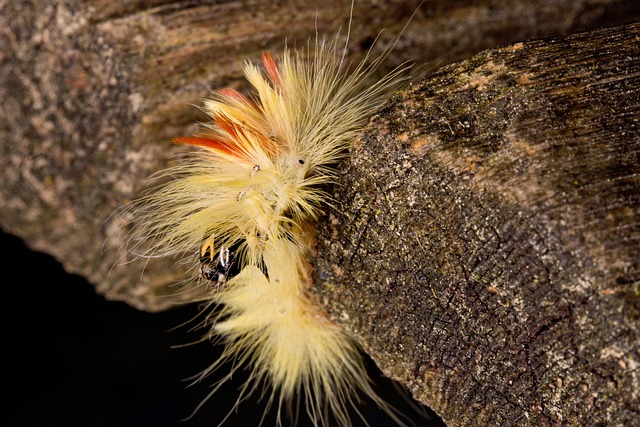 Sycamore Caterpillar Insect - Free photo on Pixabay - Pixabay