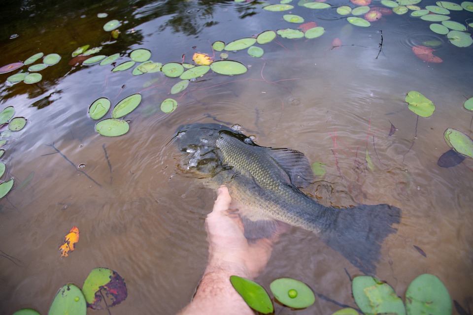 Bass Fishing Fish - Free photo on Pixabay