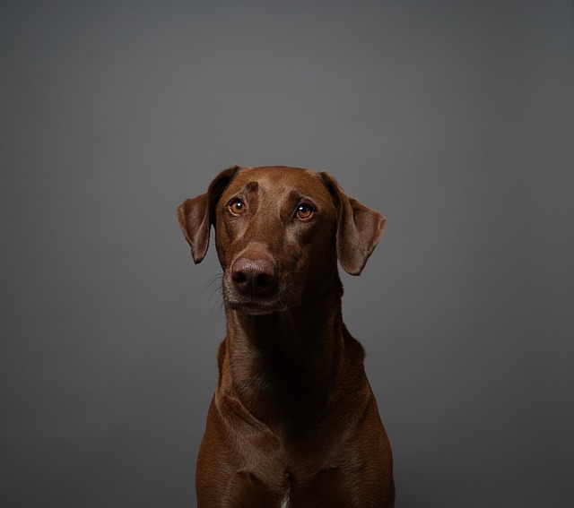 Anjing Peliharaan Potret - Foto gratis di Pixabay - Pixabay