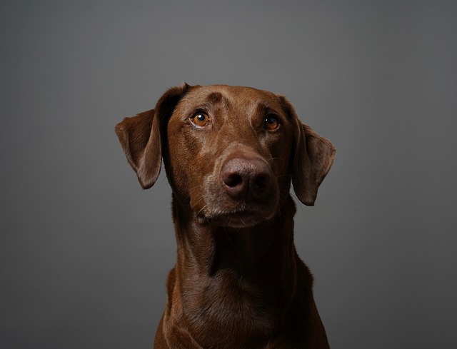 50,000+ Free Dog & Pet Images - Pixabay