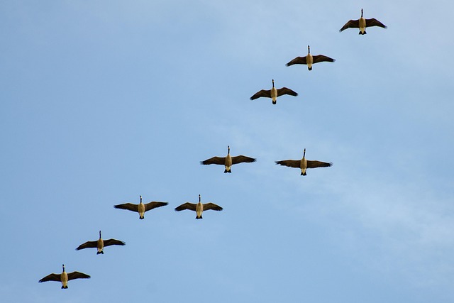 Fugler Gjess Flyr - Gratis foto på Pixabay - Pixabay
