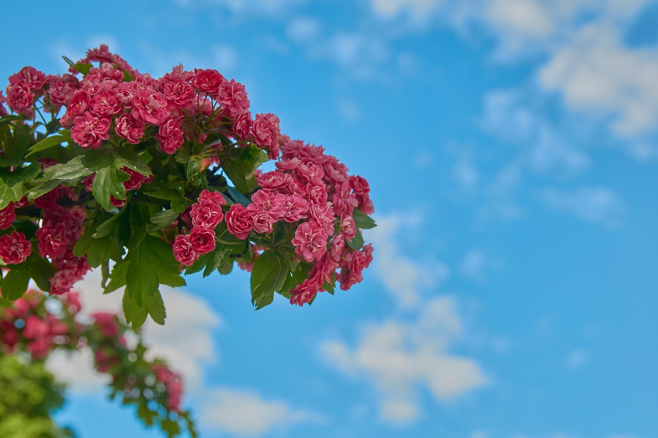 Bunga-Bunga Cabang Pohon - Foto gratis di Pixabay - Pixabay