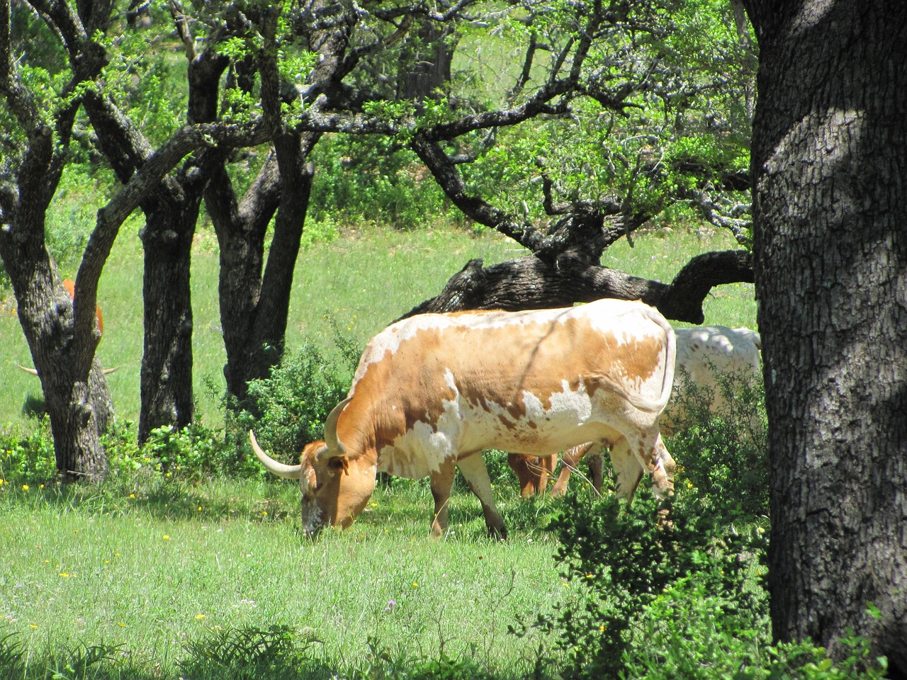 Longhorn Cow Pasture - Free photo on Pixabay