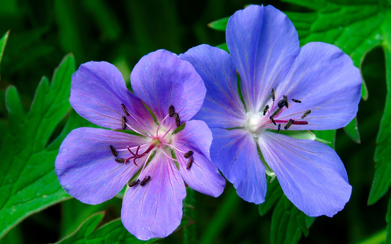 Geranium Flowers Pair Blue - Free photo on Pixabay - Pixabay