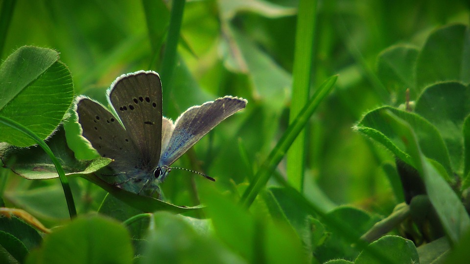 Mariposa Azul Verdosa - Foto gratis en Pixabay