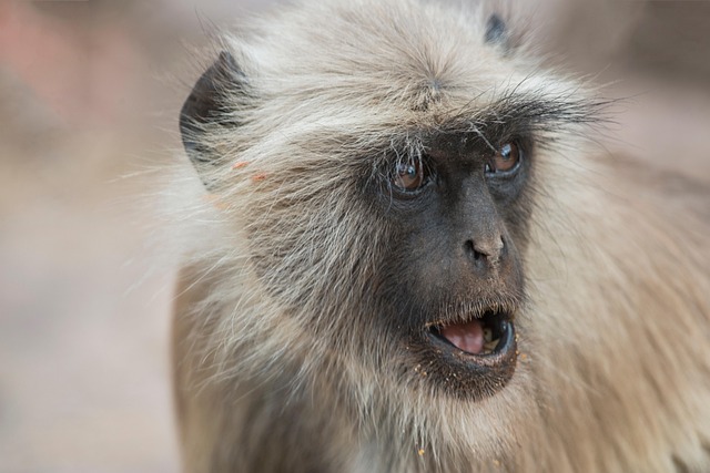 Affe Gesicht Kopf - Kostenloses Foto auf Pixabay