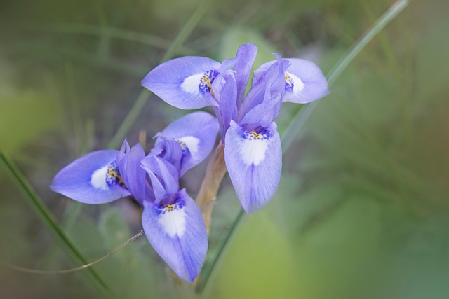 Nuez De Berbería Flores Planta - Foto gratis en Pixabay - Pixabay