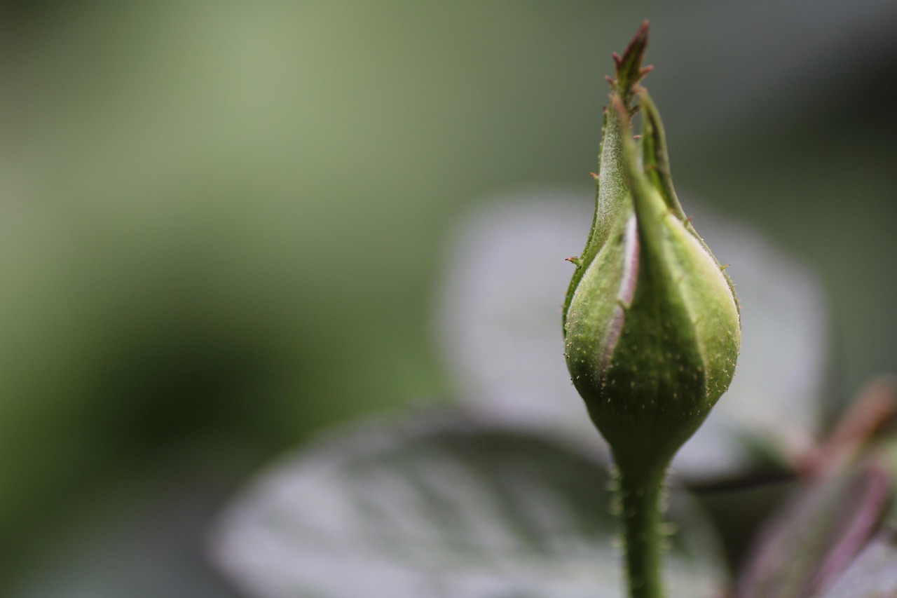 Bunga Tunas Tanaman Kuncup - Foto gratis di Pixabay - Pixabay