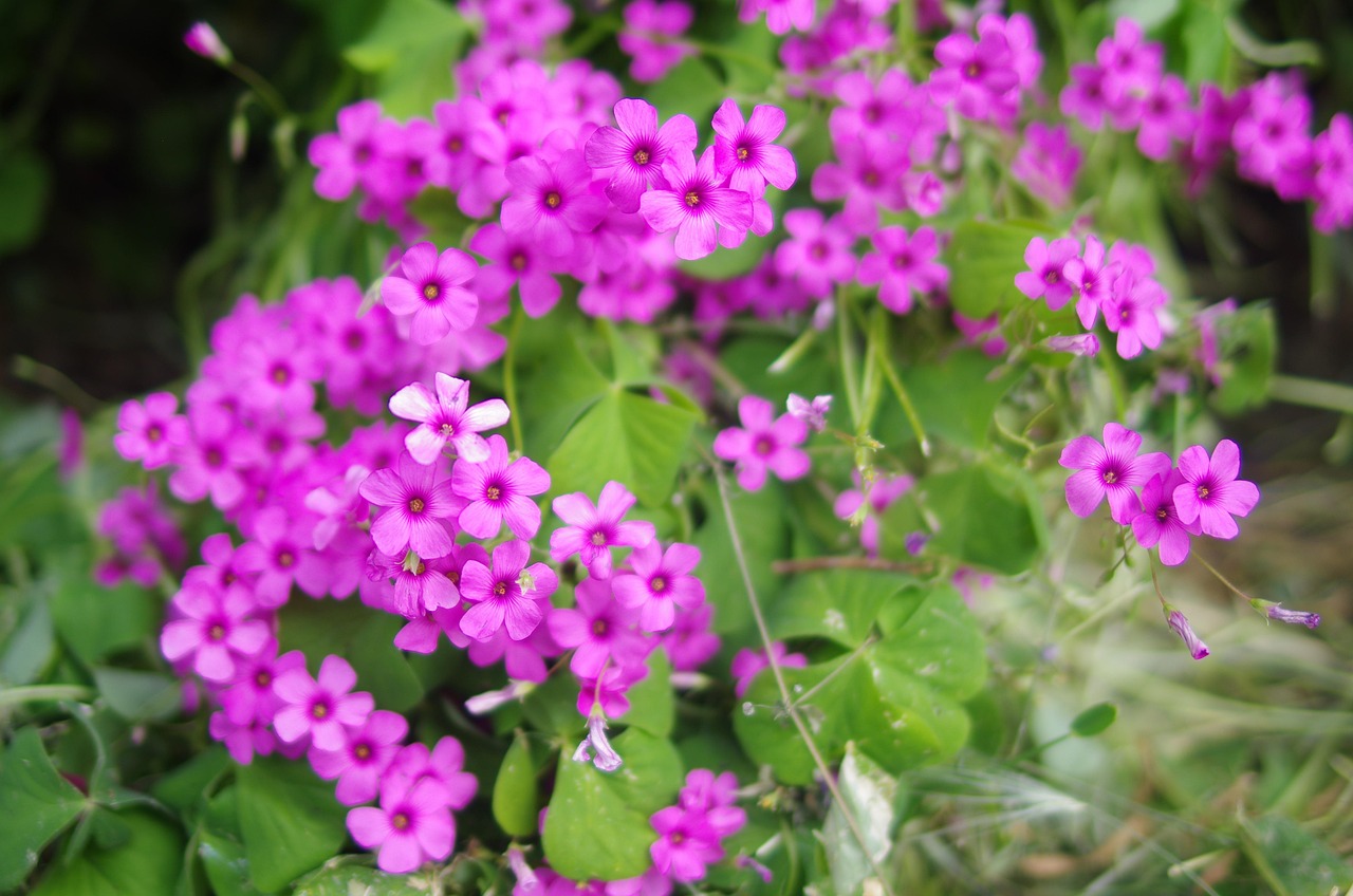 Blumen Lilane Pflanzen - Kostenloses Foto auf Pixabay - Pixabay
