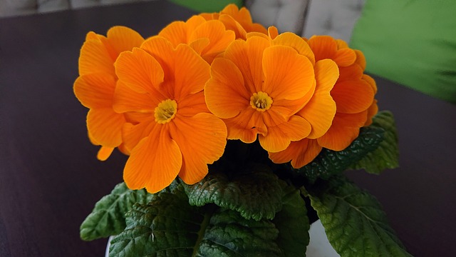 Primrose Flower Blossom - Free photo on Pixabay - Pixabay