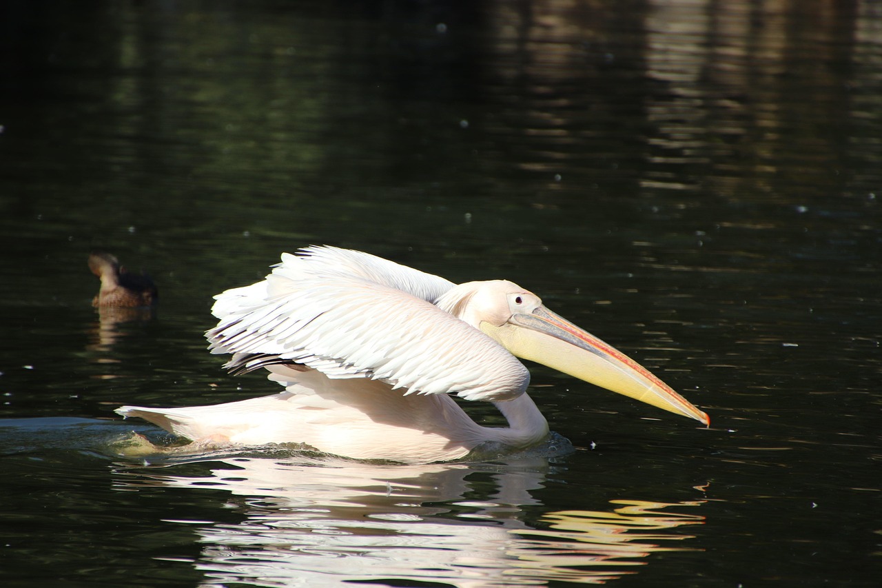 2,000+ Free Pelican & Bird Images - Pixabay