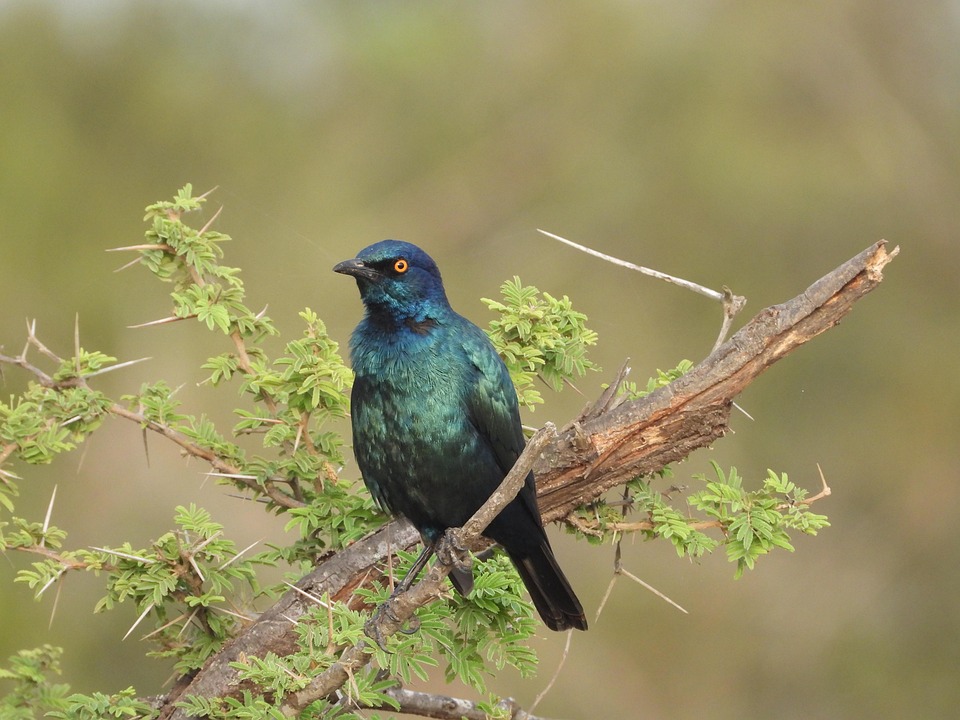 Grackle Bird Branch - Free photo on Pixabay - Pixabay