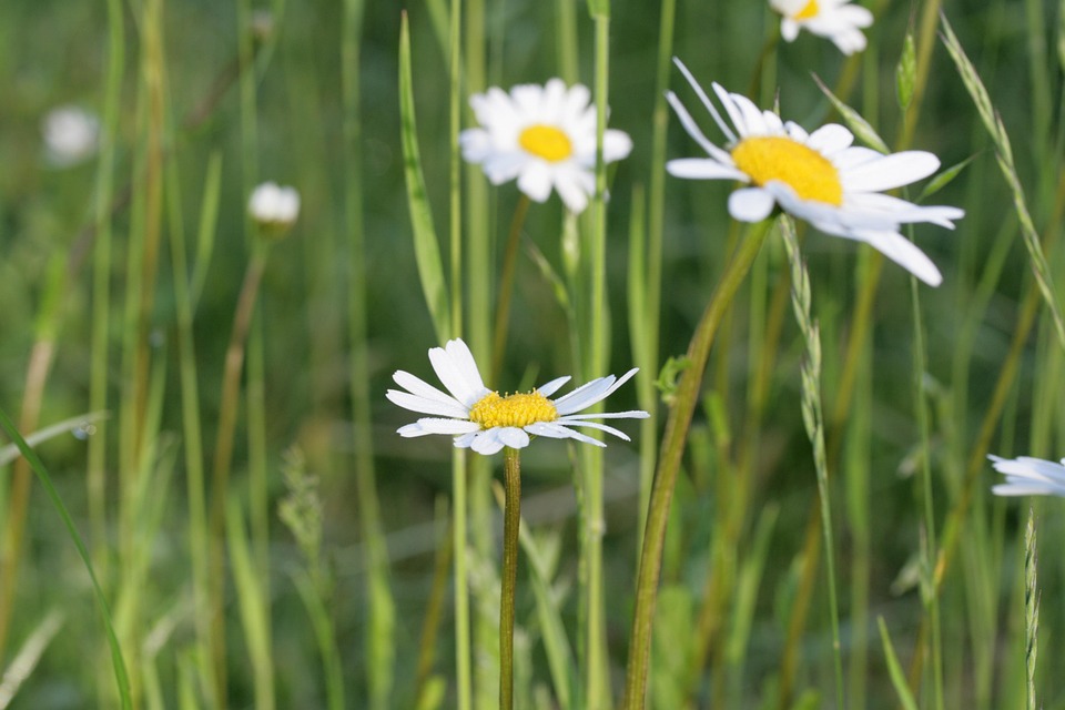 Flower Meadow Daisies Wildflowers - Free photo on Pixabay - Pixabay