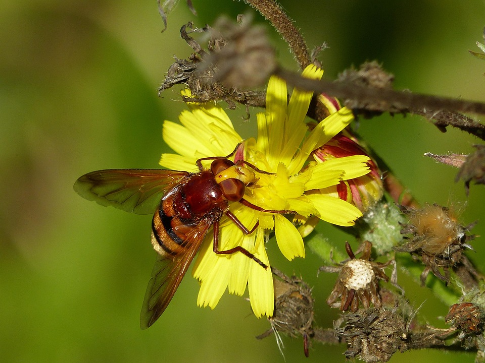 Insecte Fleur Nature - Photo gratuite sur Pixabay
