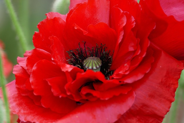 Poppy Red Flower - Free photo on Pixabay - Pixabay