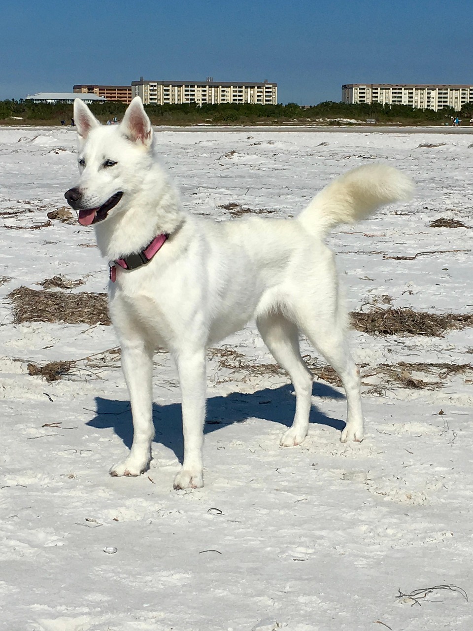 Siberian Husky Florida - Kostenloses Foto auf Pixabay - Pixabay