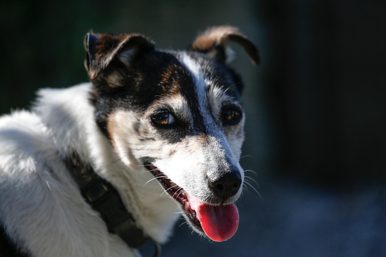 Anjing Peliharaan Moncong - Foto gratis di Pixabay - Pixabay