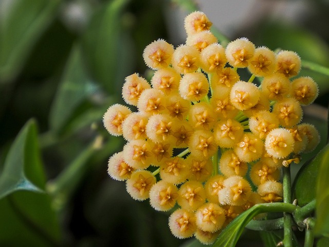 Flor Planta Roseta - Foto gratuita no Pixabay - Pixabay