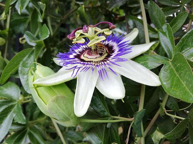 Flower Bee Bug - Free photo on Pixabay - Pixabay