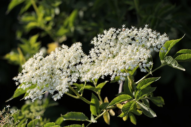 Sabugueiro Sambucus Nigra Flores - Foto gratuita no Pixabay - Pixabay