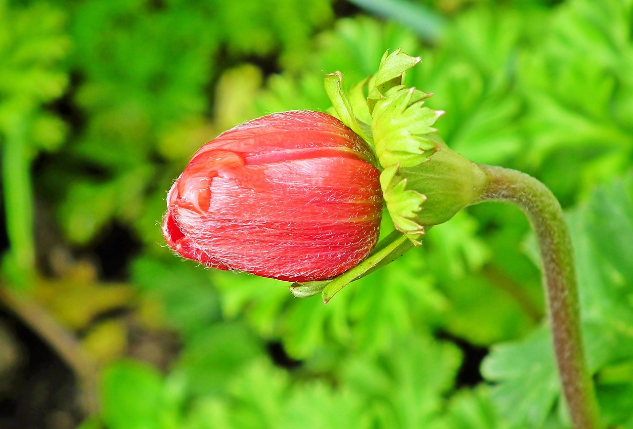 Anêmona Flor Vermelho - Foto gratuita no Pixabay - Pixabay