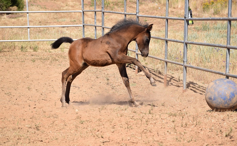 Baby Horse Colt - Free photo on Pixabay - Pixabay
