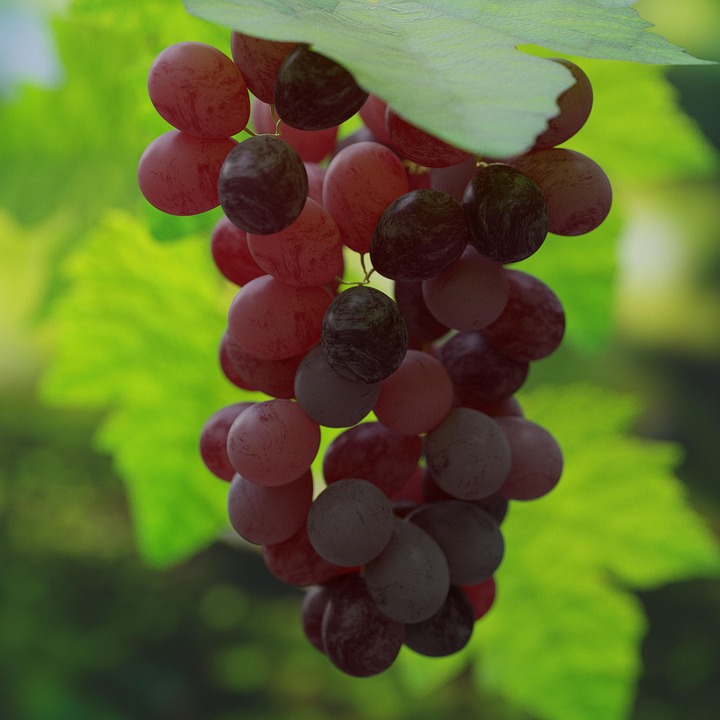 Druif Uva Liaan - Gratis foto op Pixabay - Pixabay