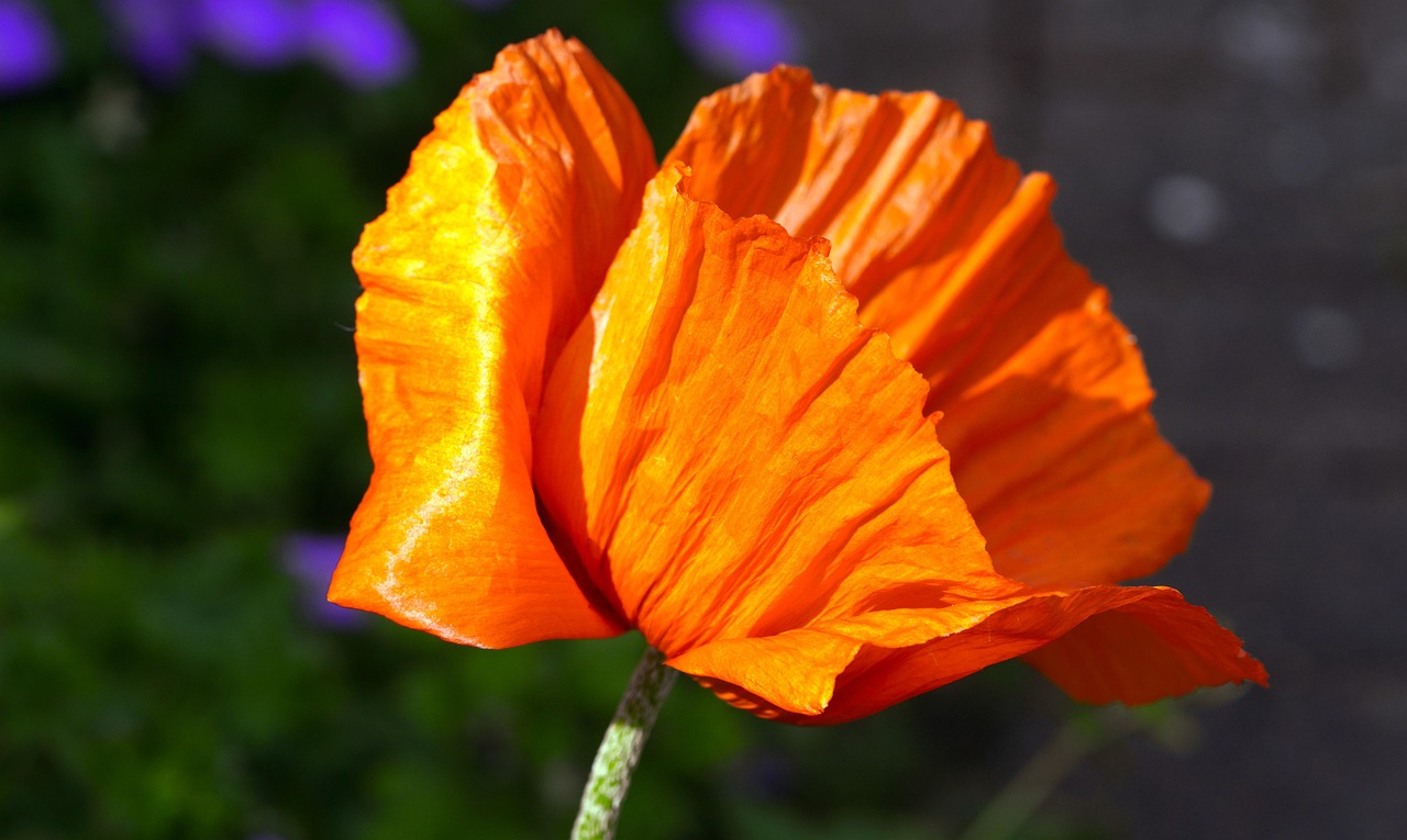 Coquelicot Fleur Plantes Pavot - Photo gratuite sur Pixabay - Pixabay
