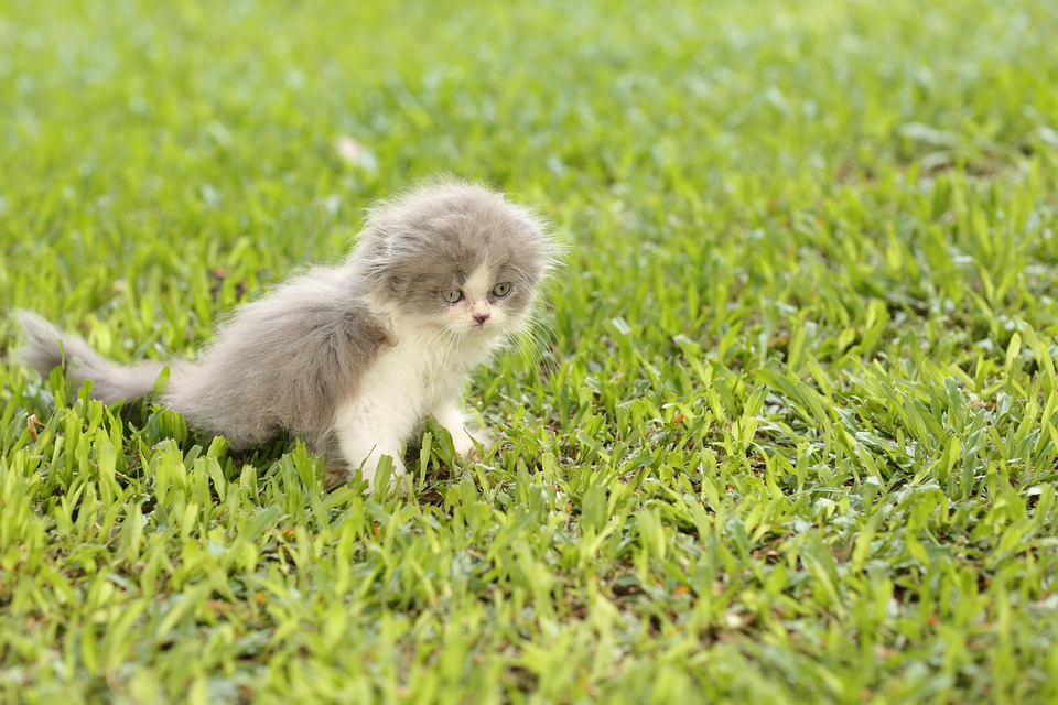 Cat Kitten Pet - Free photo on Pixabay