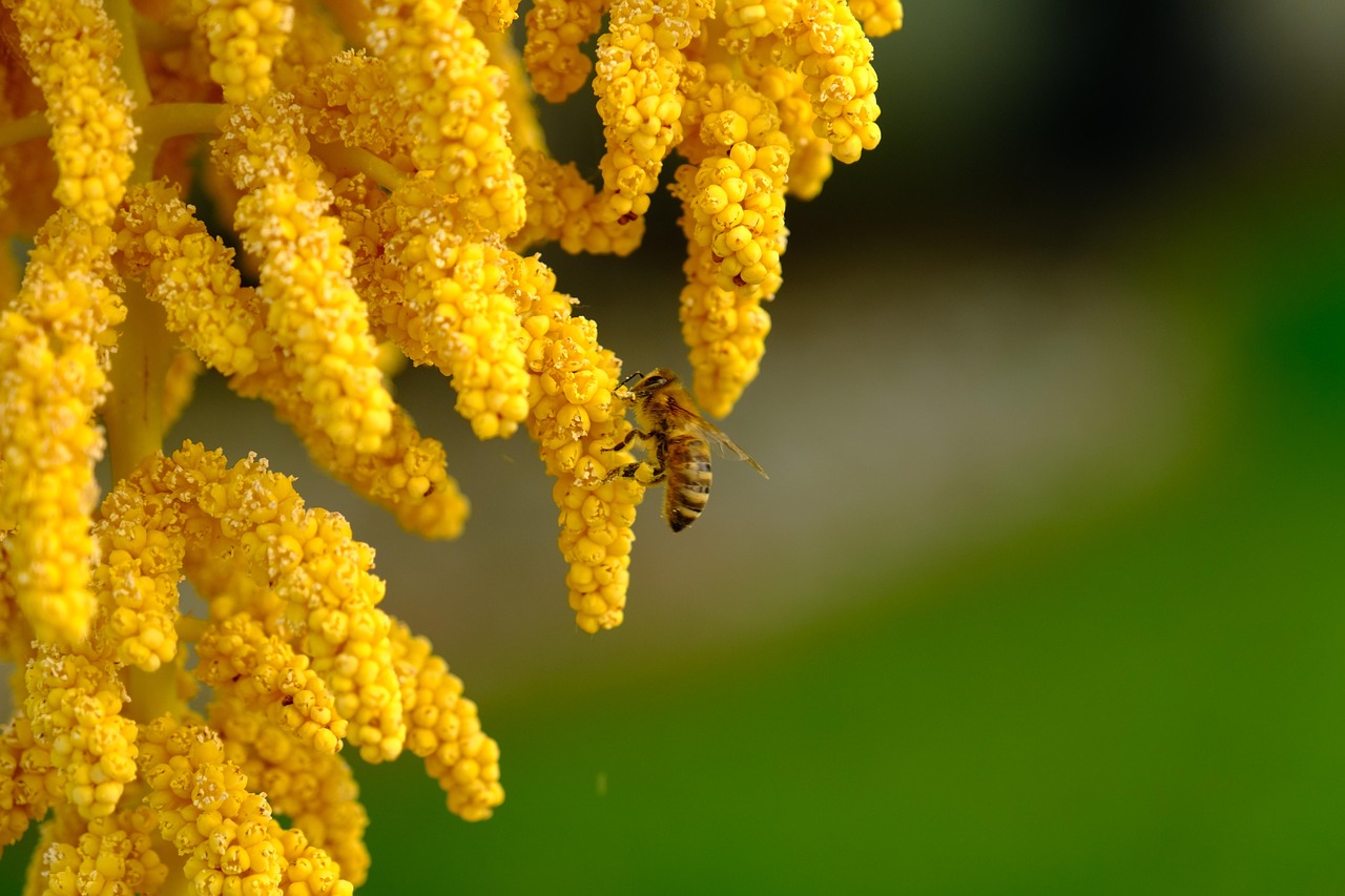 Palm Flowers Yellow Bee - Free photo on Pixabay