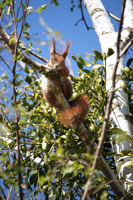 Esquilo Animal Árvore - Foto gratuita no Pixabay - Pixabay