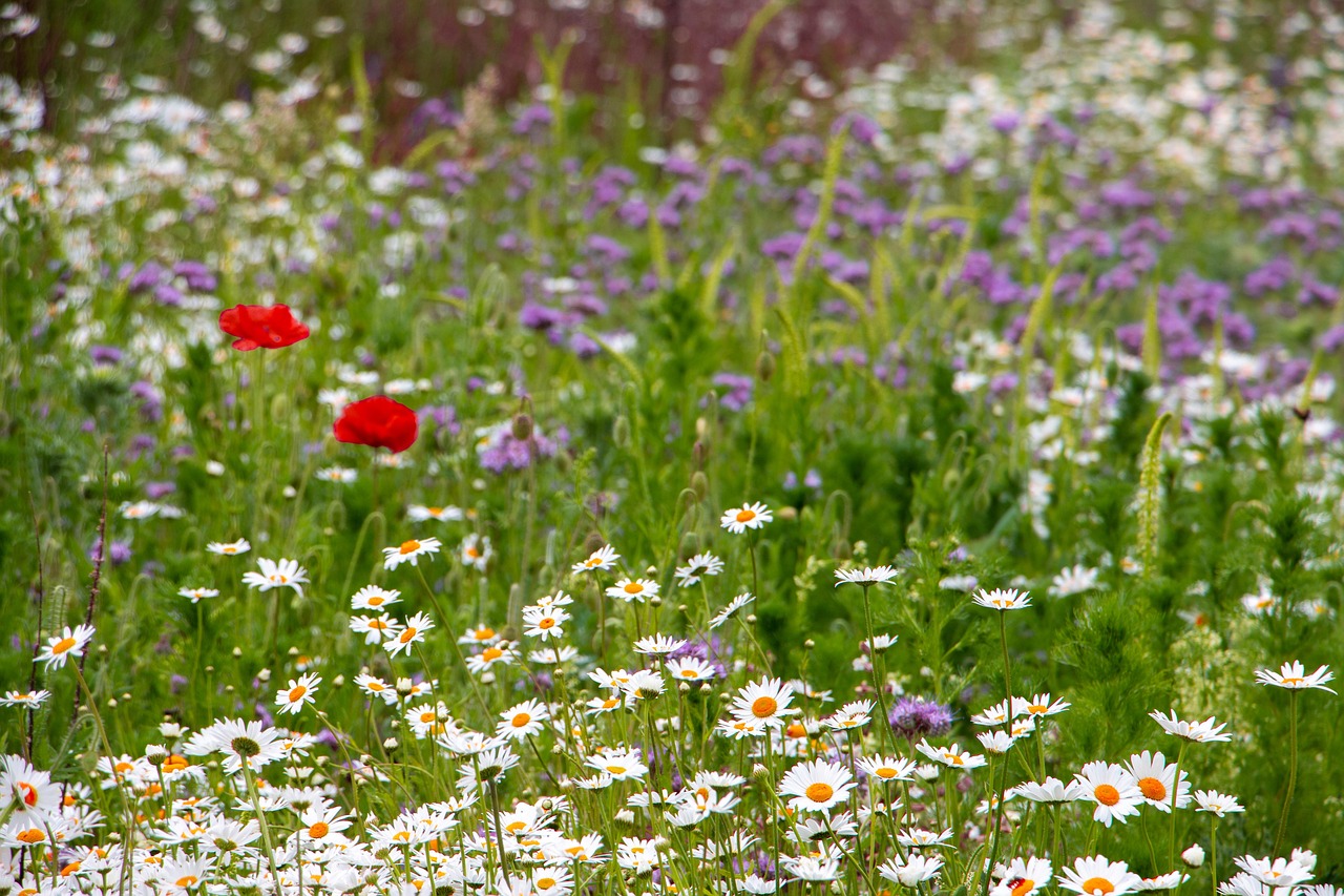 Bee Meadow Flower - Free photo on Pixabay