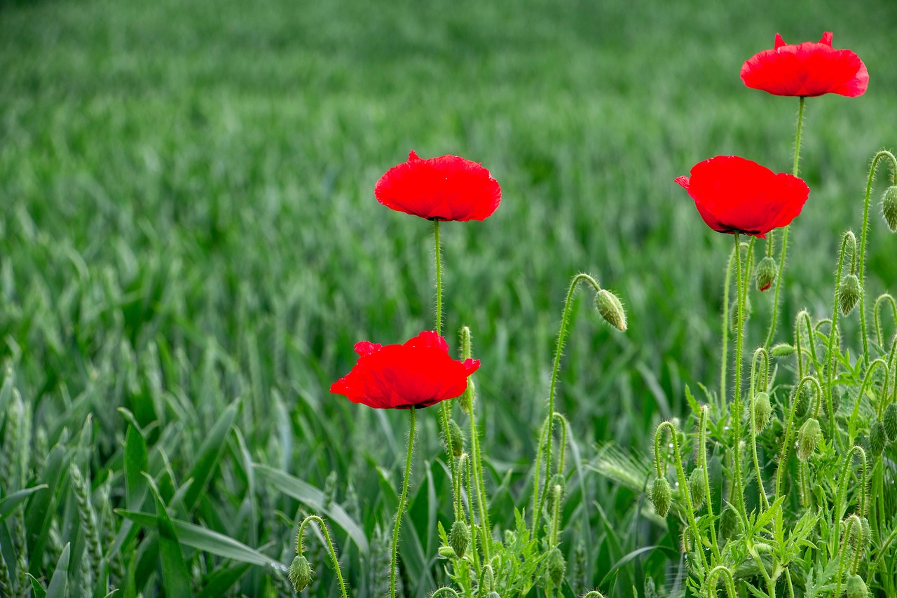 Poppy Flowers Plants Red - Free photo on Pixabay - Pixabay
