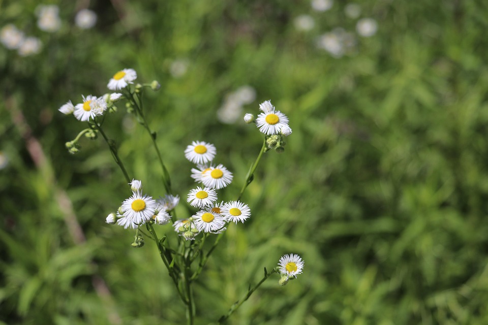 Vergerette Marguerite Fleurs - Photo gratuite sur Pixabay