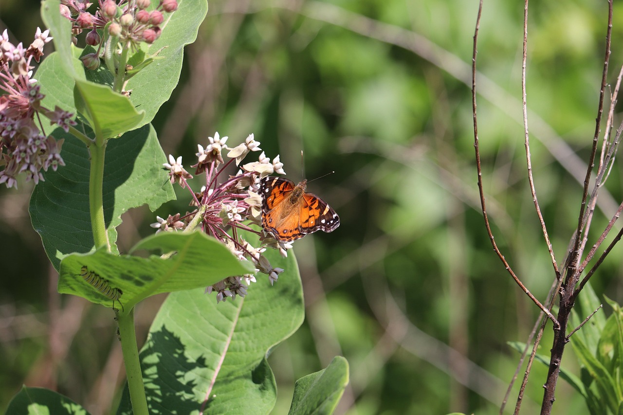 American Lady Butterfly - Free photo on Pixabay - Pixabay