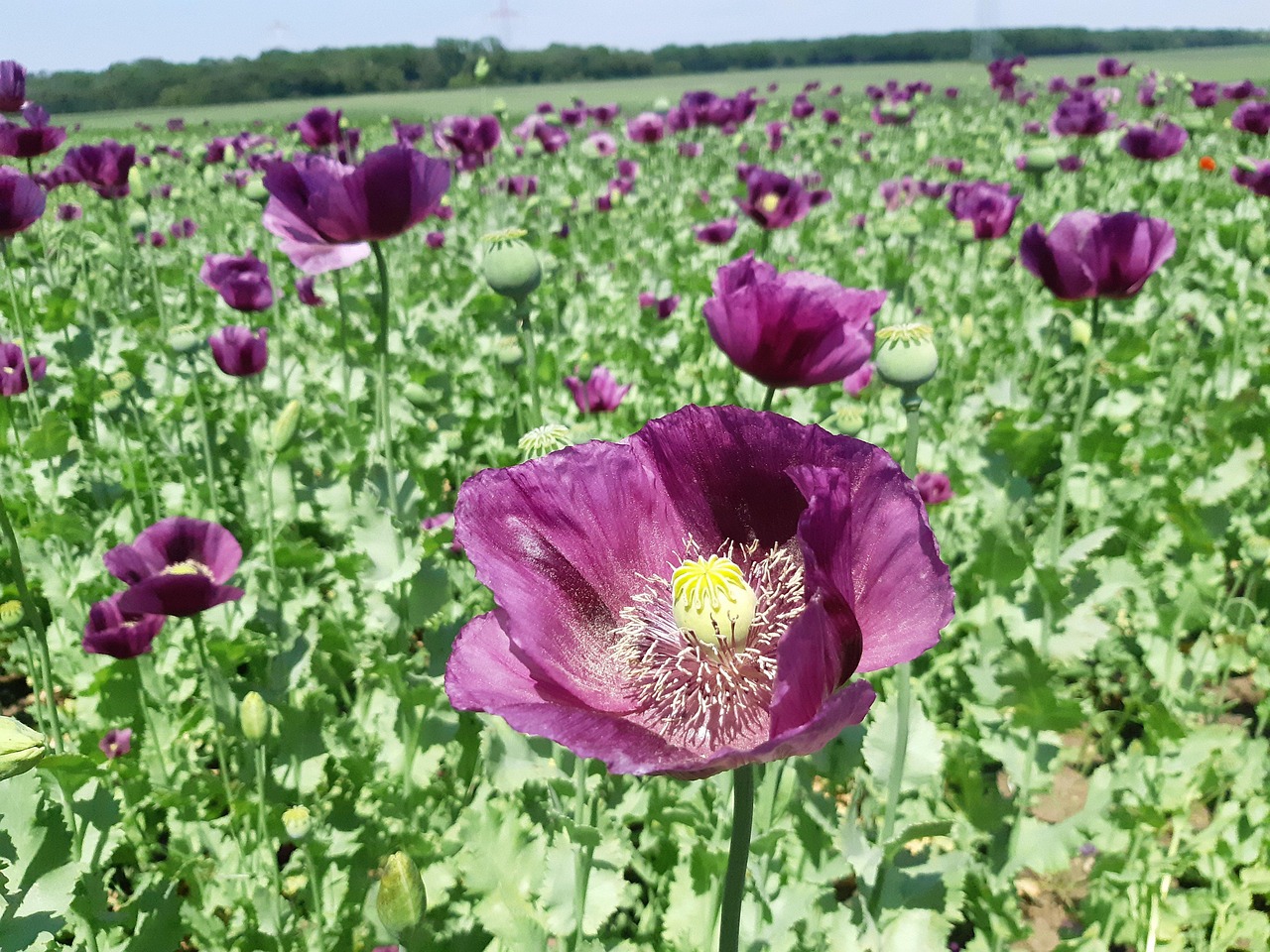 Unikko Violetti Kukka - Ilmainen valokuva Pixabayssa - Pixabay