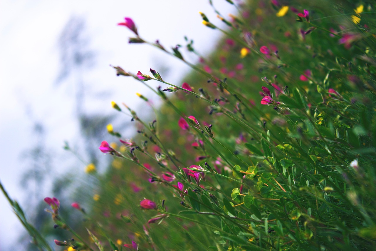 Fleurs Prairie La - Photo gratuite sur Pixabay - Pixabay