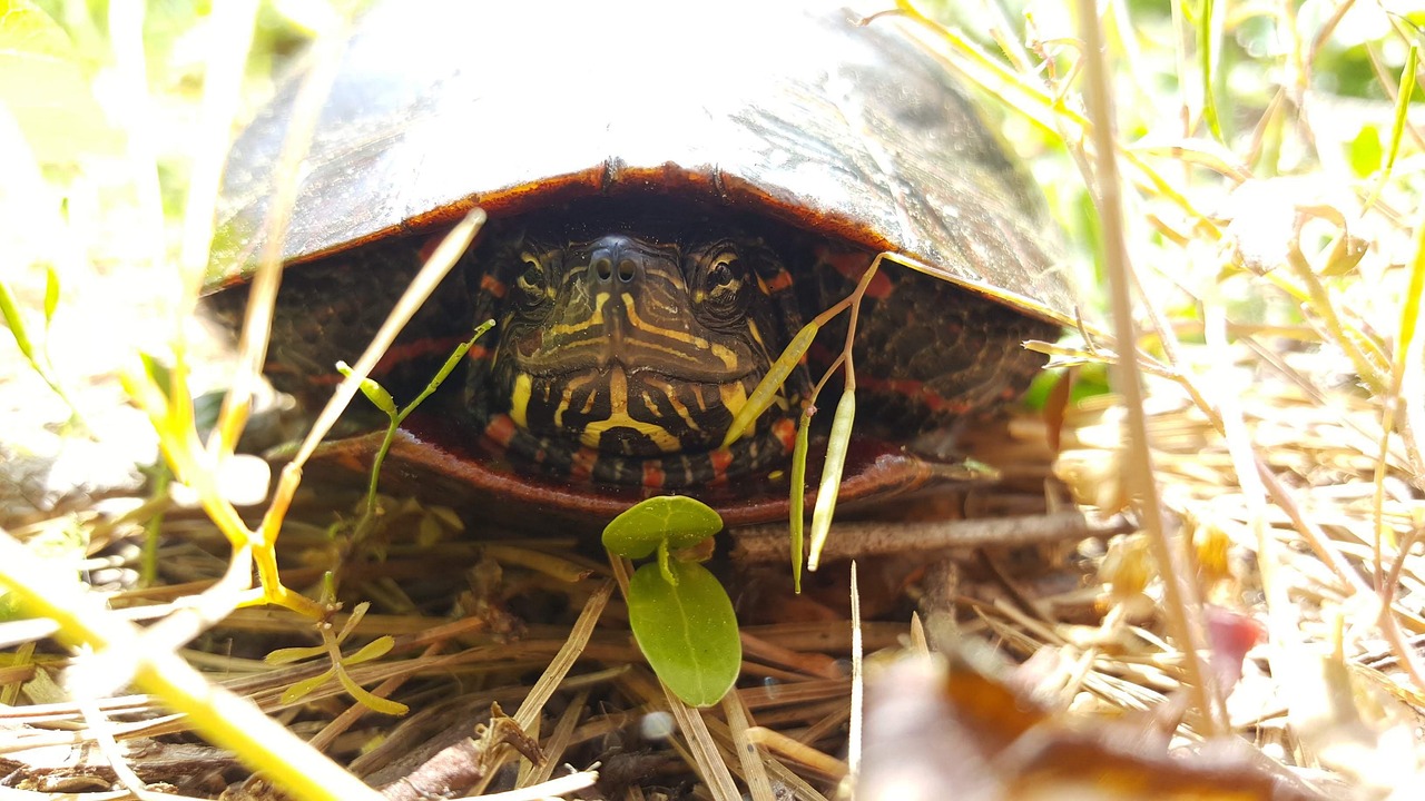 Tortue Peinte Faune La - Photo gratuite sur Pixabay - Pixabay