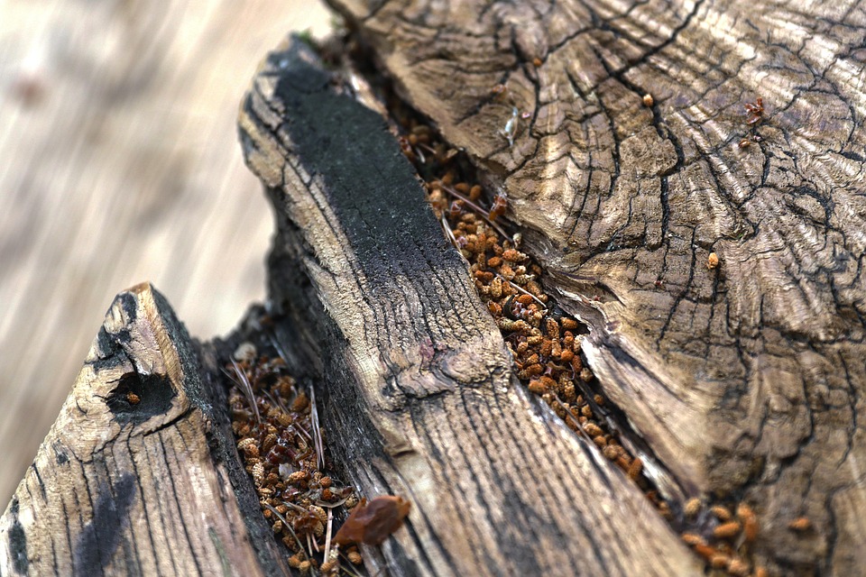 Wood Grain Structure - Free photo on Pixabay - Pixabay